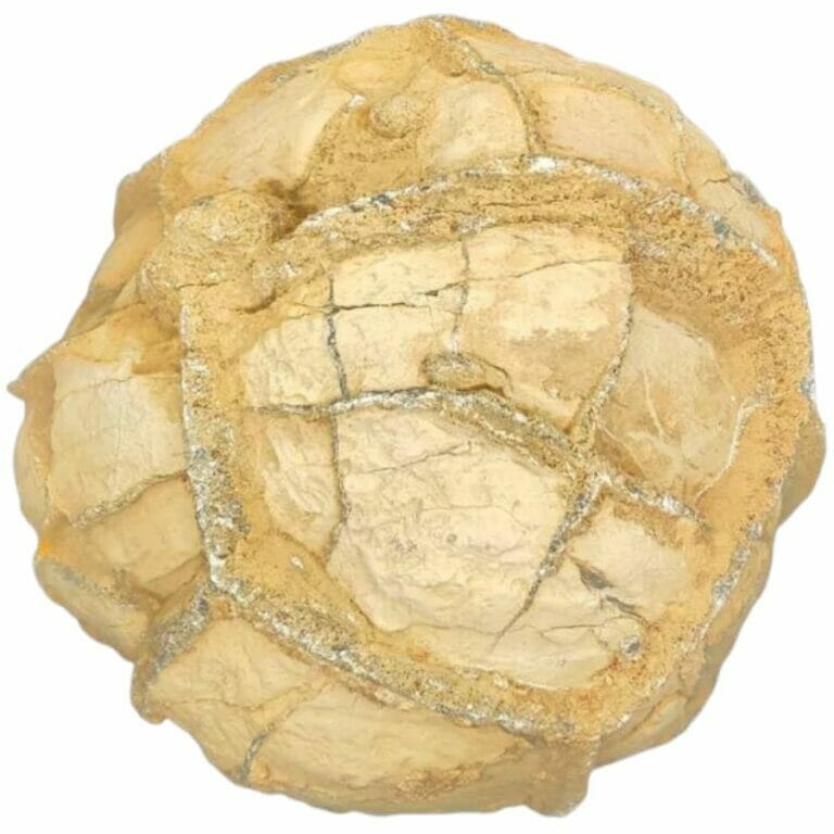 Full Septarian Nodule Guide: Photos, Facts, and Locations