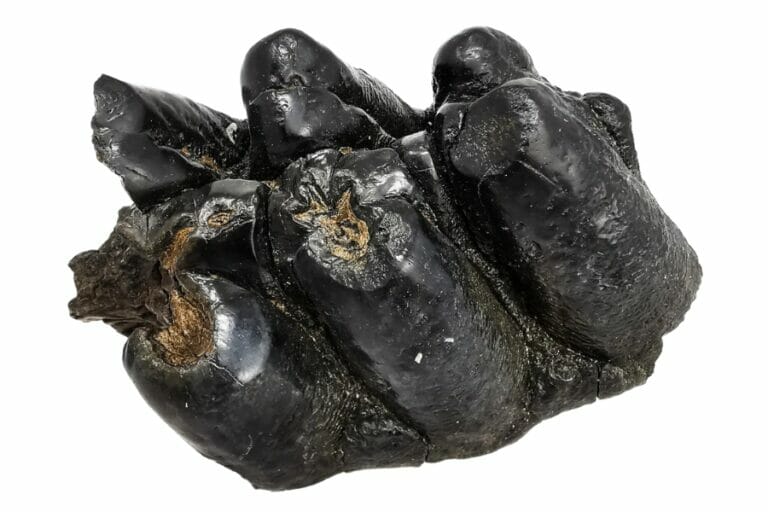 The 23 Legit Spots To Find Michigan Fossils In 2025