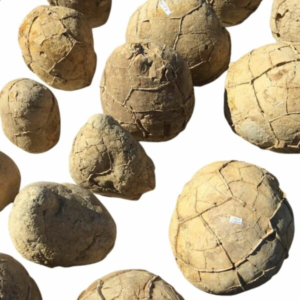 Full Septarian Nodule Guide: Photos, Facts, and Locations