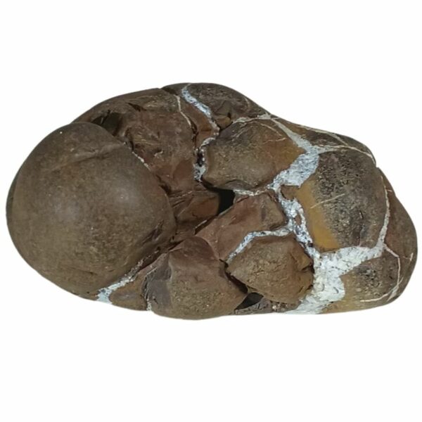 Full Septarian Nodule Guide: Photos, Facts, and Locations