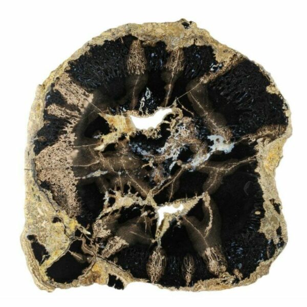 15 Great Areas To Find Petrified Wood in Mississippi in 2025