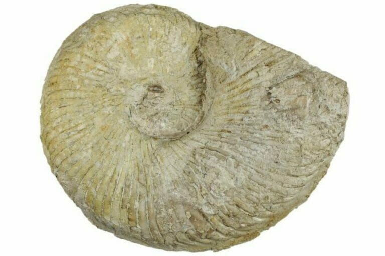 47 Prime Areas To Find Texas Fossils In 2025