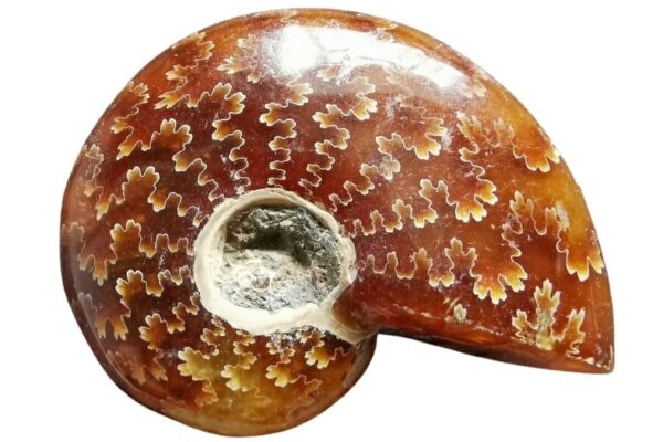 33 Verified Places To Find Ohio Fossils In 2025