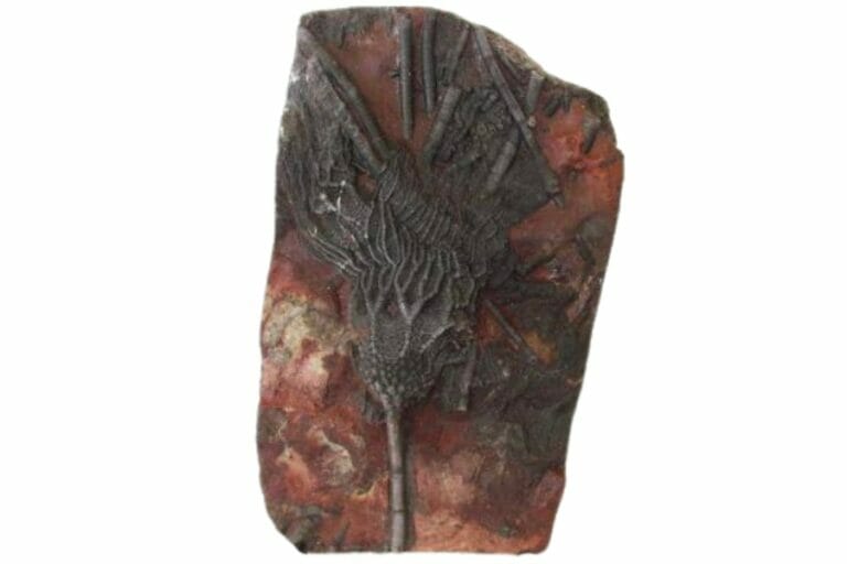 43 Great Places To Find Pennsylvania Fossils In 2025