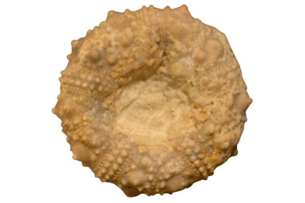 47 Prime Areas To Find Texas Fossils In 2025