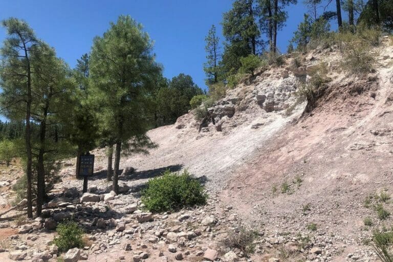 38 Legit Places To Find Arizona Fossils In 2025 (Favorites)