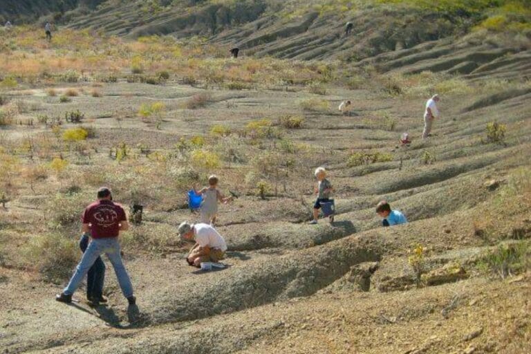 47 Prime Areas To Find Texas Fossils In 2026