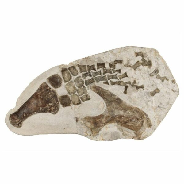 58 Great Places To Find Colorado Fossils In 2025 (Favorites)