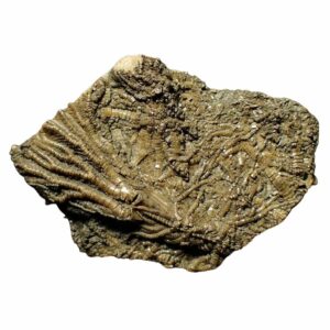 42 Great Places To Find Tennessee Fossils In 2025