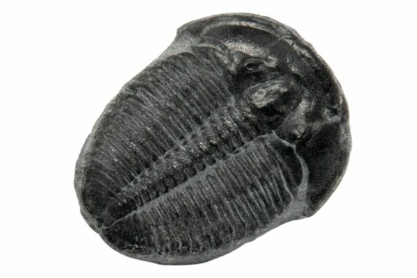 49 Great Places To Find Washington Fossils In 2025