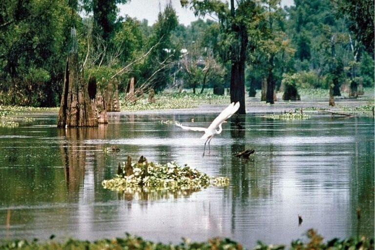16 Great Spots To Find Louisiana Fossils In 2025