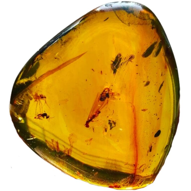 Copal vs Amber - How To Tell Them Apart (With Photos)