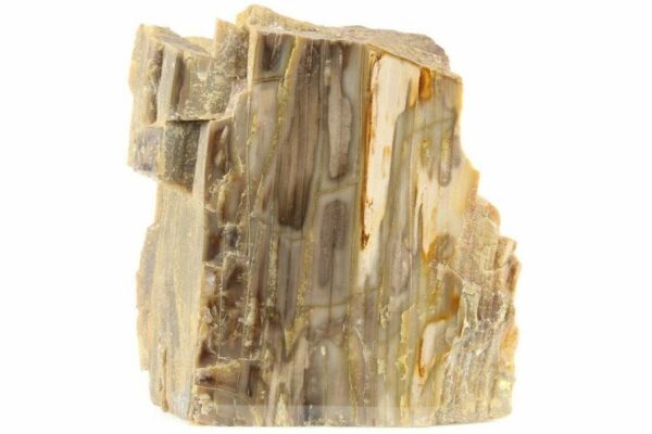 56 Best Areas To Find Oregon Fossils In 2025