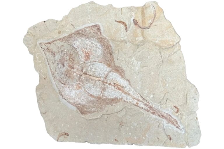 41 Proven Sites To Find South Carolina Fossils In 2025