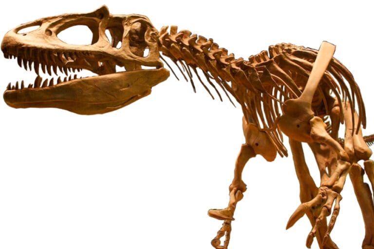 39 Really Great Spots To Find Oklahoma Fossils In 2025