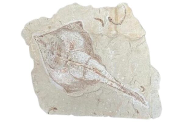 56 Best Areas To Find Oregon Fossils In 2025