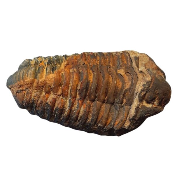 63 Legit Places To Find Iowa Fossils In 2025 (Proven Spots)