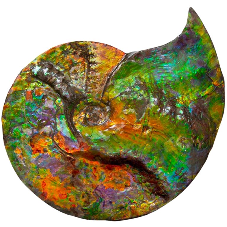 Ammonite vs Ammolite - How To Tell Them Apart (With Photos)