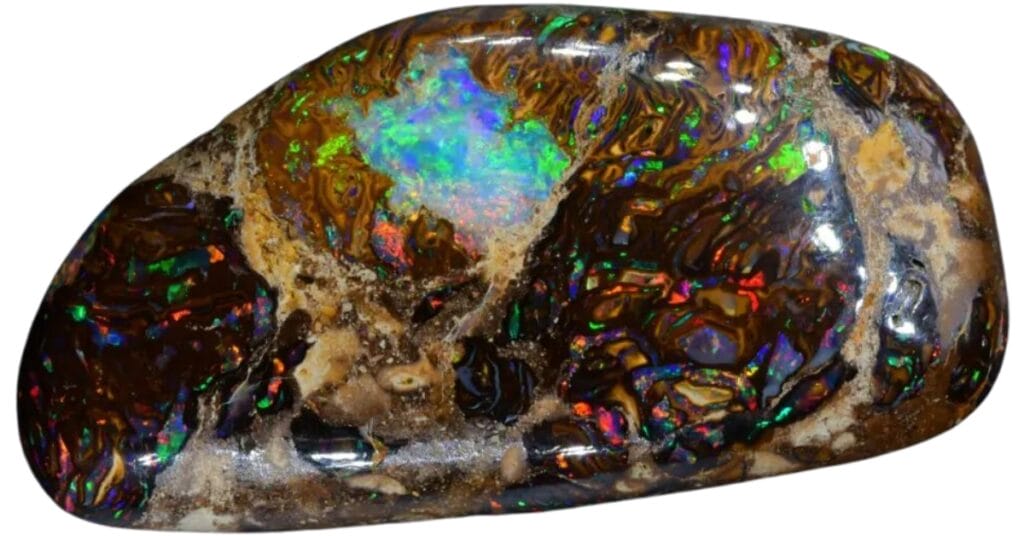 "opalized fossils" - Rock Chasing