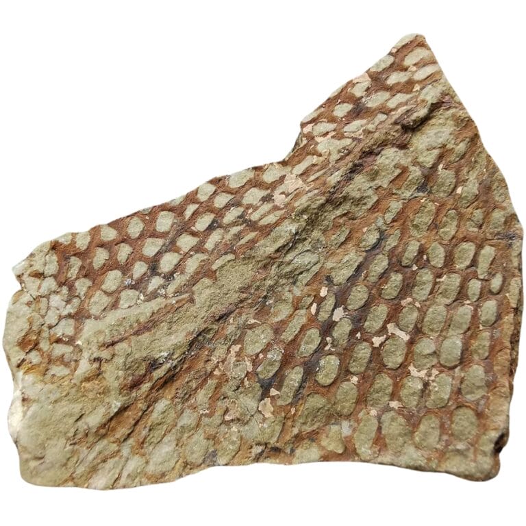 How To Tell If A Rock Has Fossil Inside