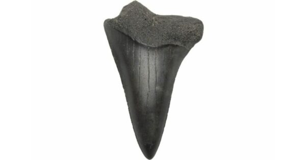 13 Best Places To Find Sharks Teeth In The US