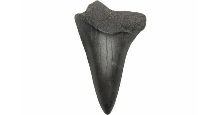 13 Best Places To Find Sharks Teeth In The US