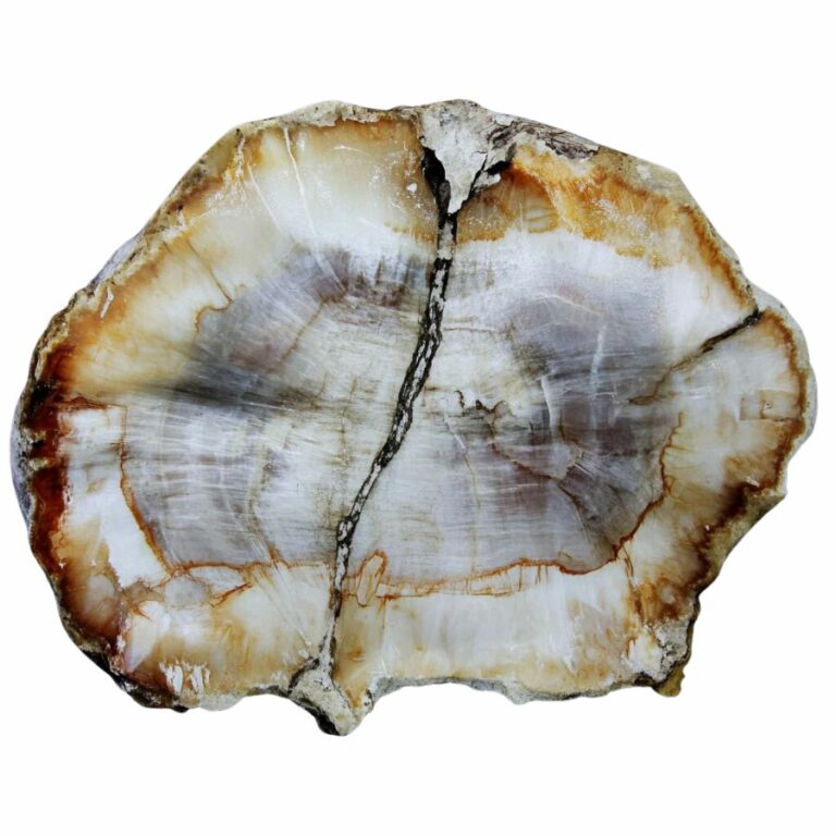 24 Great Spots To Find Petrified Wood In Texas In 2025