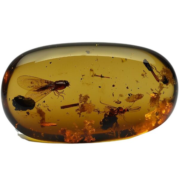 The 28 Trusted Locations To Find Amber In Illinois In 2025