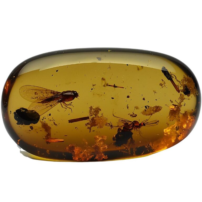 The 28 Trusted Locations To Find Amber In Illinois In 2025