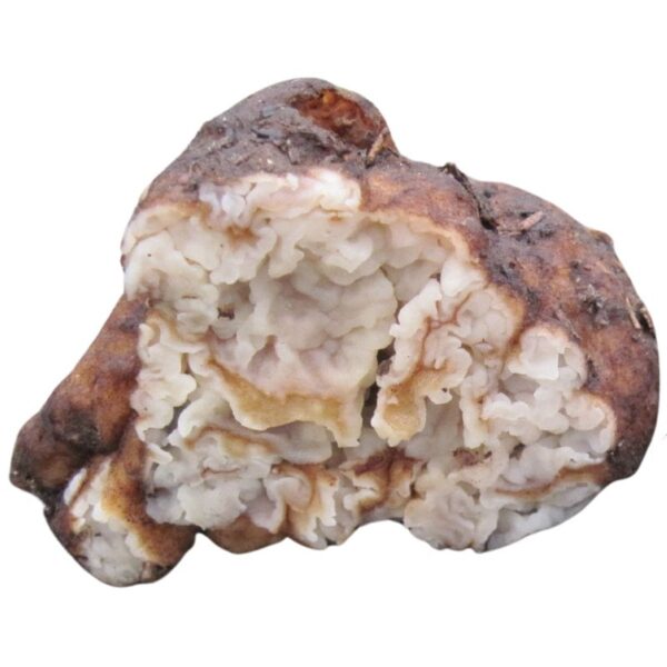 48 Promising Locations To Find Truffles In New York In 2025