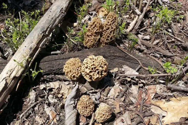 38 Surprising Spots To Find Morel Mushrooms In Arizona For 2025