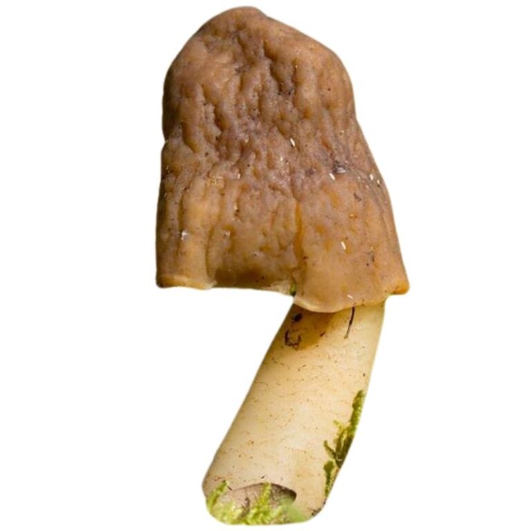 45 Excellent Spots To Find Morel Mushrooms In Illinois in 2025