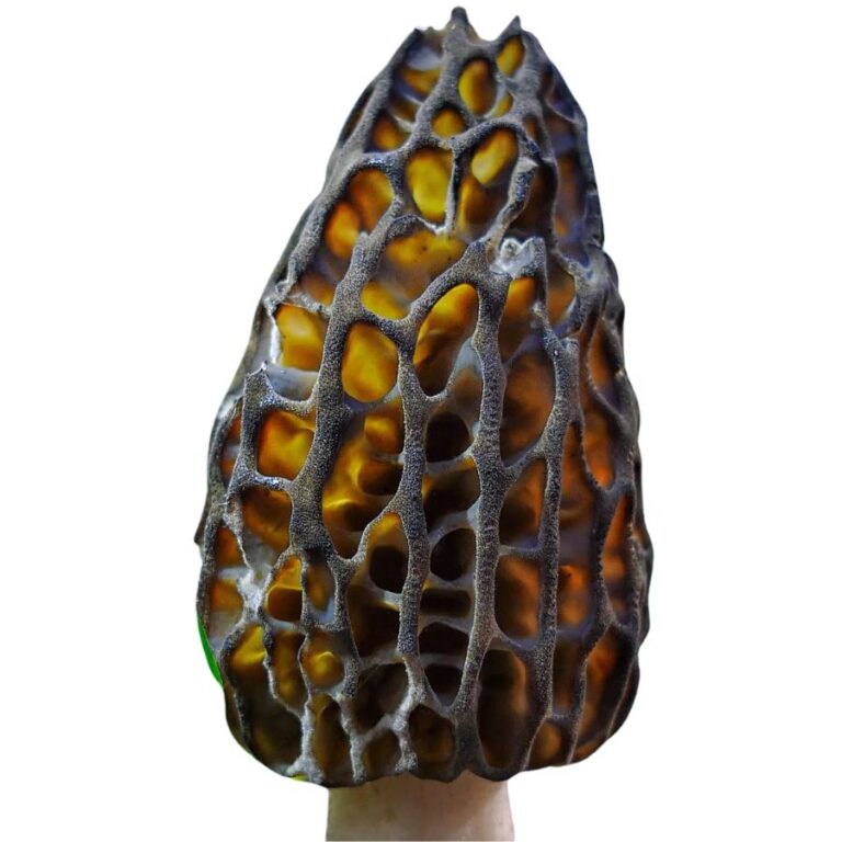 43 Top Notch Spots To Find Morels In Minnesota In 2025