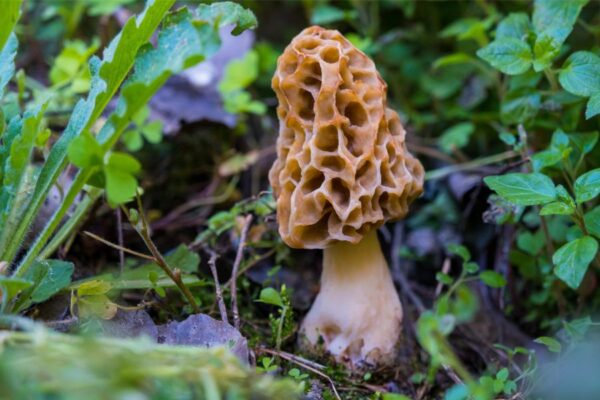 47 Legit Places To Find Morel Mushrooms In California In 2025
