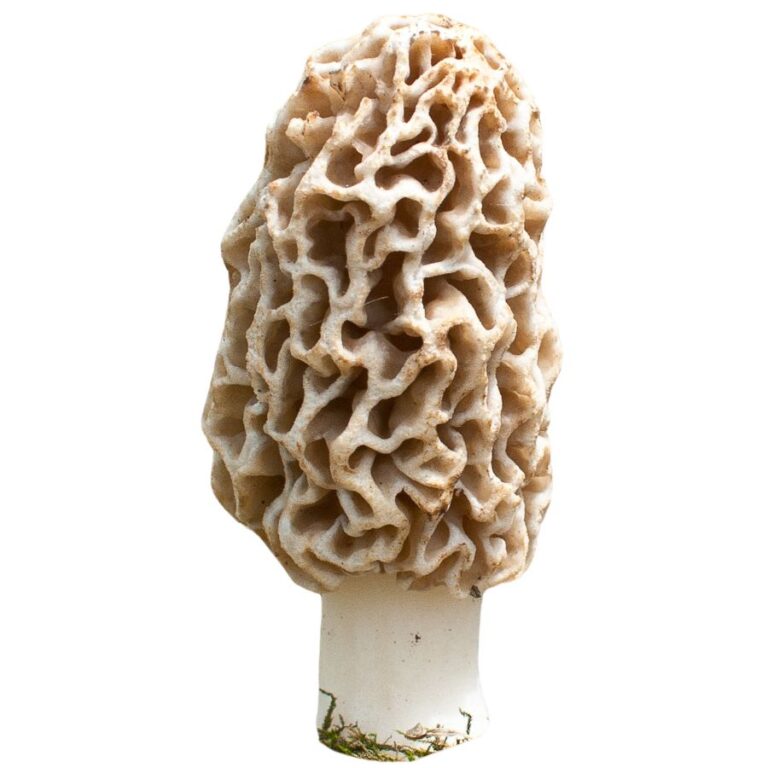 43 Top Places To Find Morel Mushrooms In Pennsylvania In 2025