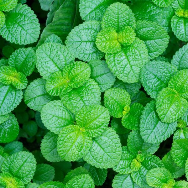 10 Easy-to-Identify Wild Greens for First-Time Foragers