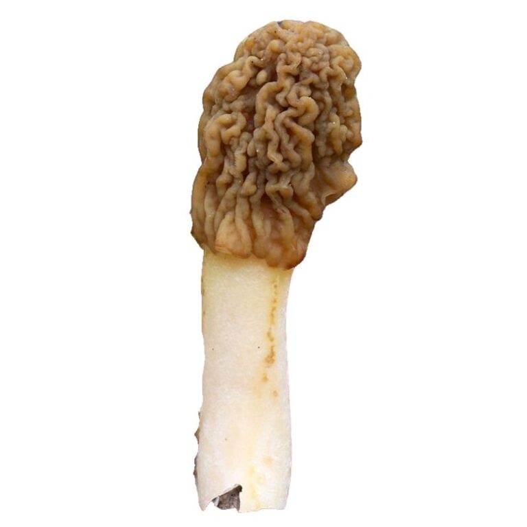 The 42 Best Places To Find Morel Mushrooms In Michigan For 2025