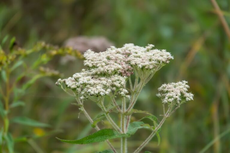10 Easy-to-Identify Wild Greens for First-Time Foragers