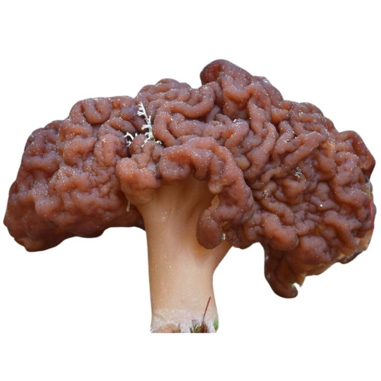 25 Great Places To Find Morel Mushrooms In Texas In 2025