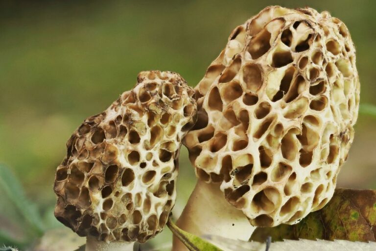 44 Excellent Spots To Find Morel Mushrooms in Florida In 2025