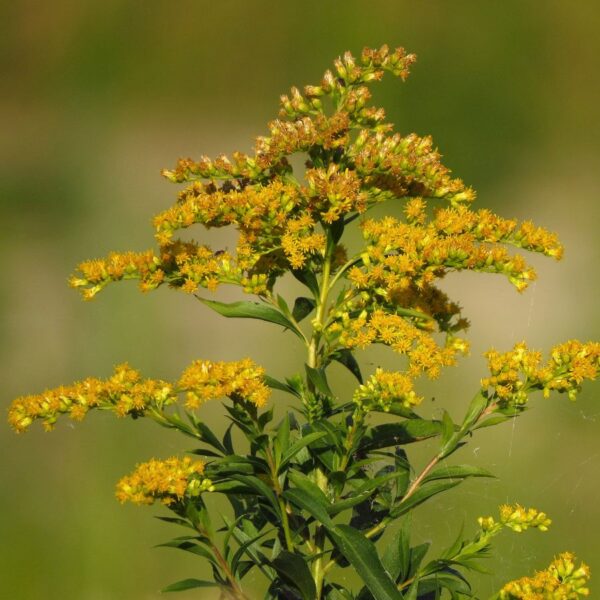 10 Easy-to-Identify Wild Greens for First-Time Foragers