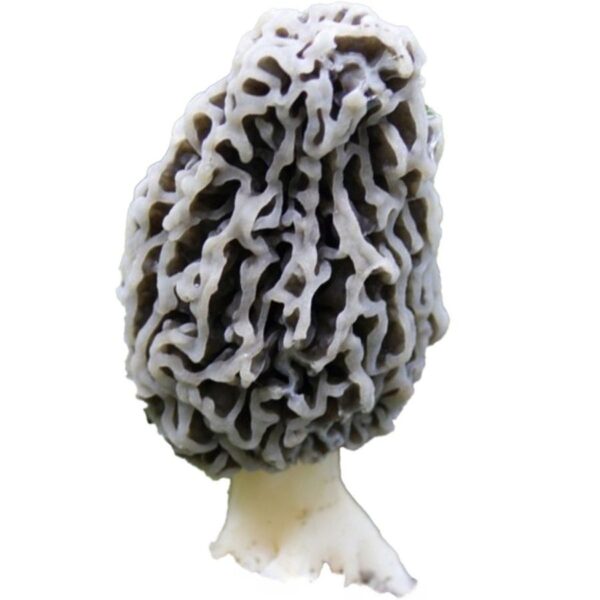 45 Excellent Spots To Find Morel Mushrooms In Illinois in 2025