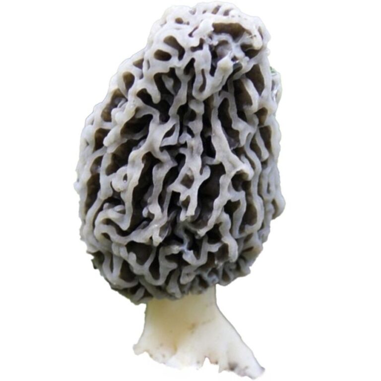 43 Top Notch Spots To Find Morels In Minnesota In 2025