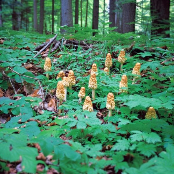 The 42 Best Places To Find Morel Mushrooms In Michigan For 2025