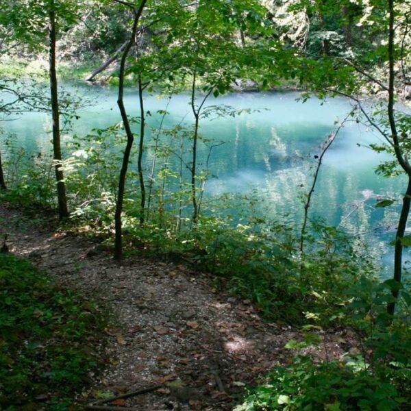 45 Reliable Places To Find Morels In Missouri In 2025