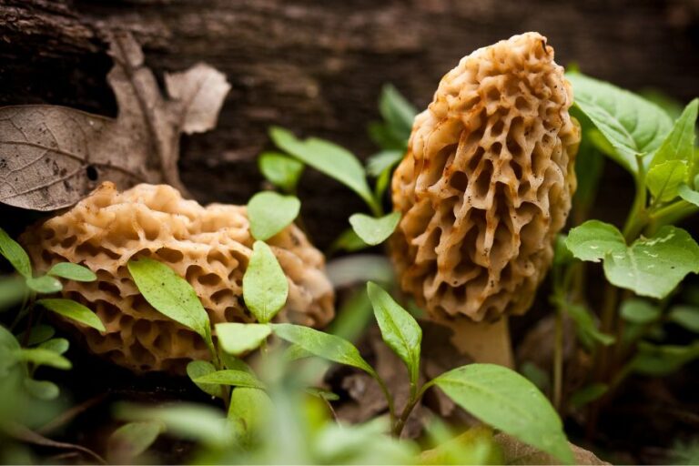 45 Excellent Spots To Find Morel Mushrooms In Illinois in 2025