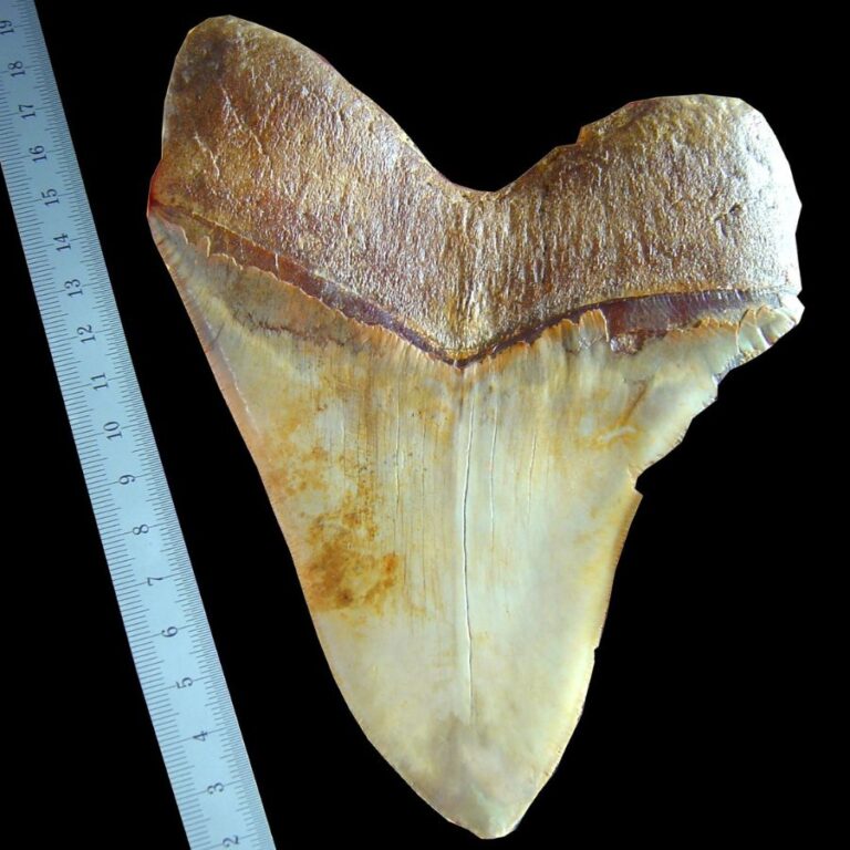 18 Unexpected Treasures Found In Georgia