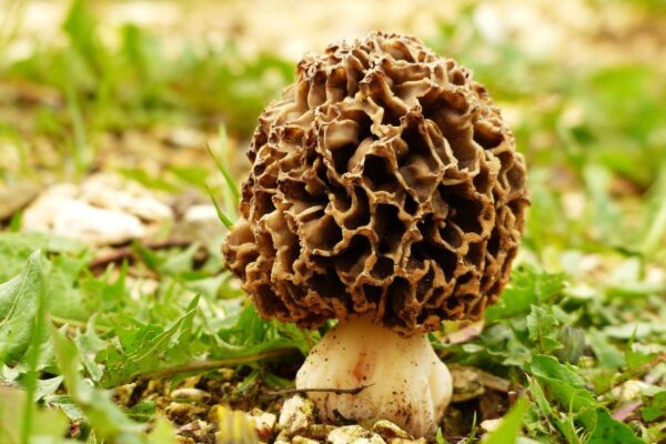 The 42 Best Places To Find Morel Mushrooms In Michigan For 2025