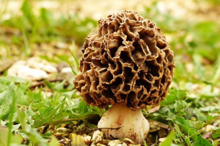 The 42 Best Places To Find Morel Mushrooms In Michigan For 2025
