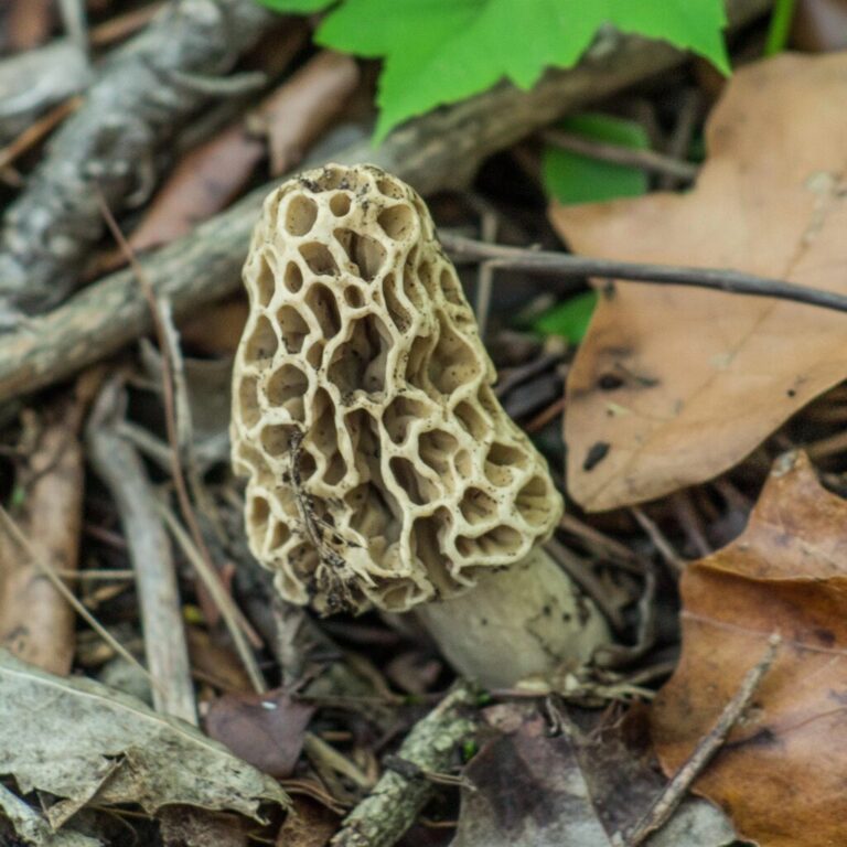 45 Excellent Spots To Find Morel Mushrooms In Illinois in 2025
